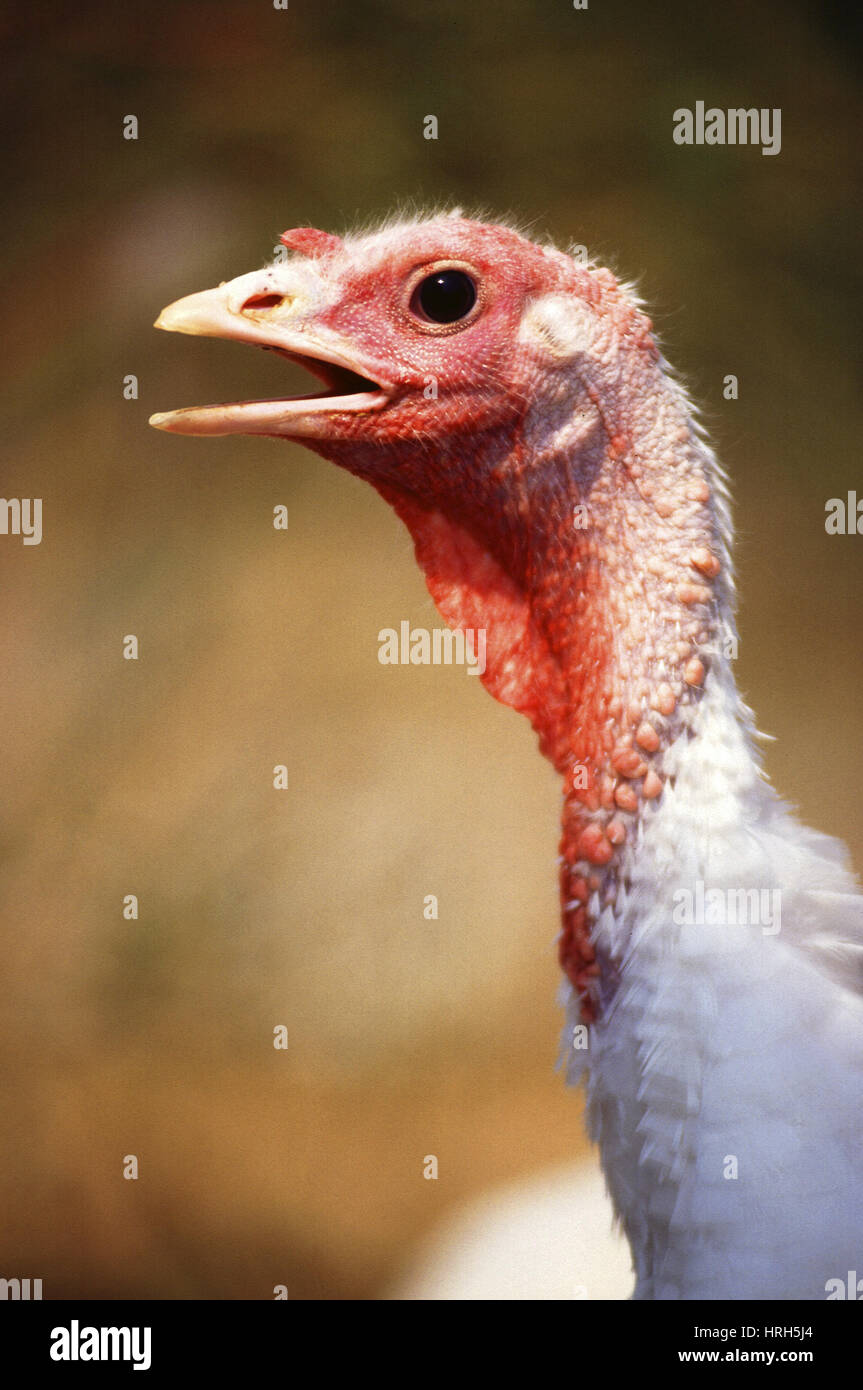 Hen Turkey Portrait Stock Photo - Alamy