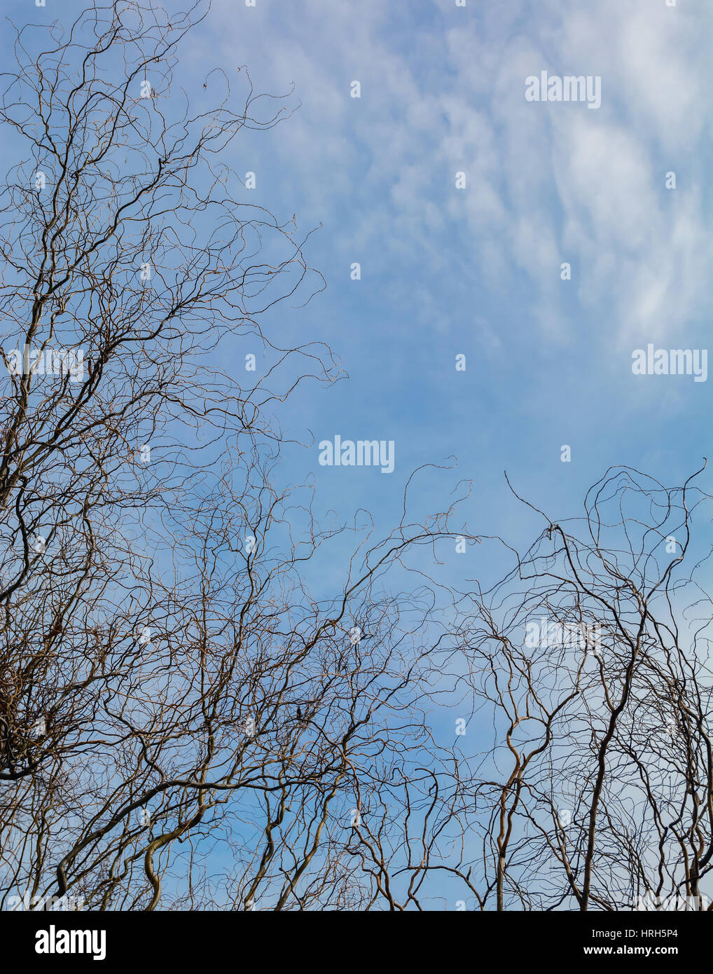 Spring curly tree branch on a background of blue sky and clouds. Space ...