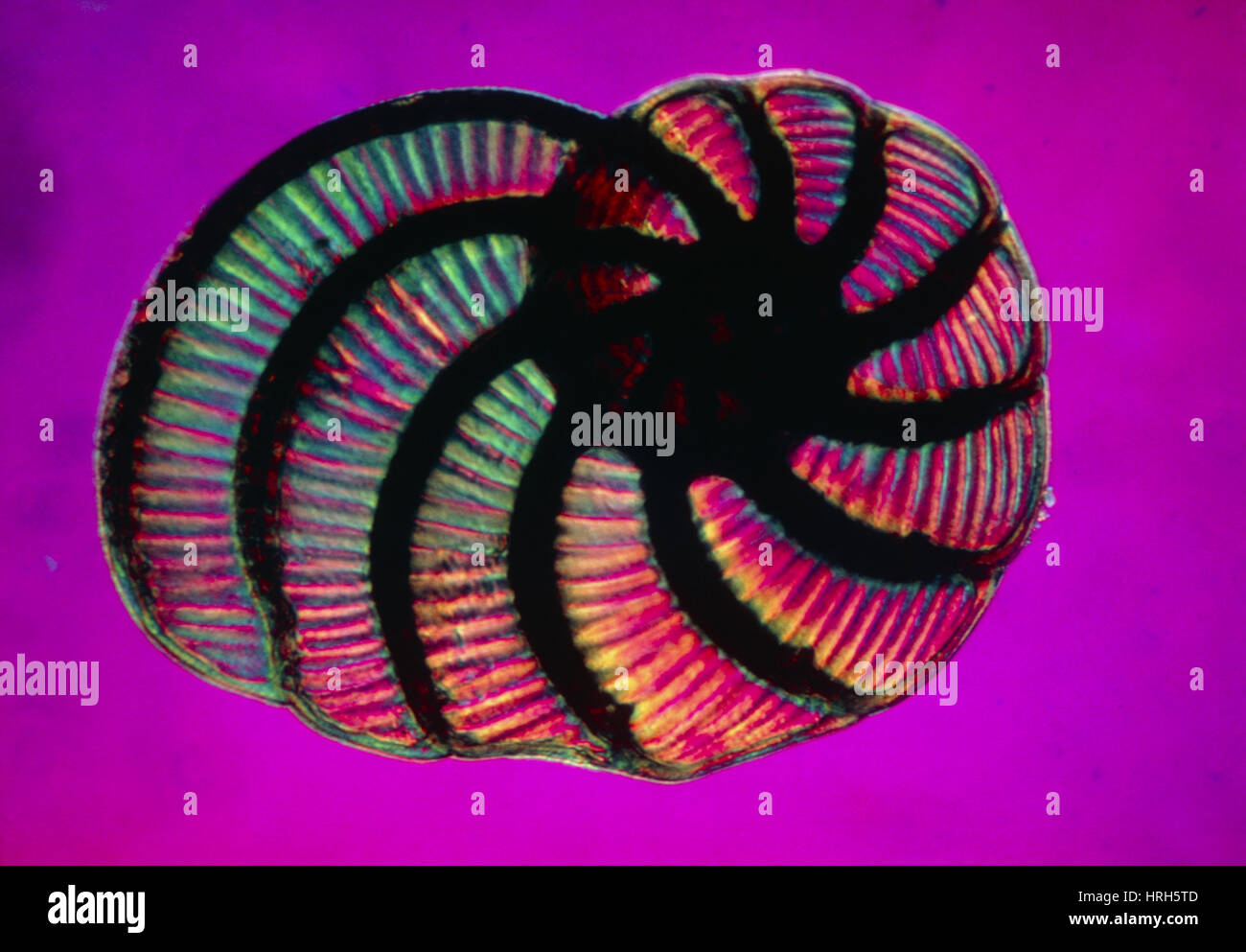 LM of Peneroplis pertusus, a shelled protozoan Stock Photo - Alamy