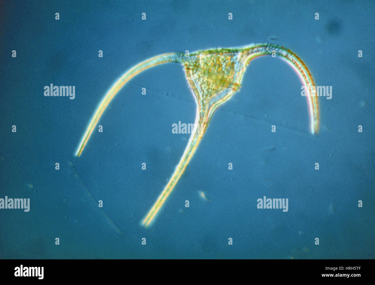 Ceratium hi-res stock photography and images - Alamy