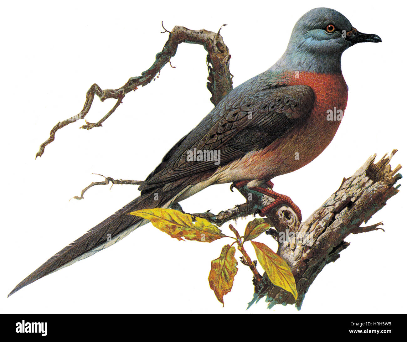 Extinct Passenger Pigeon