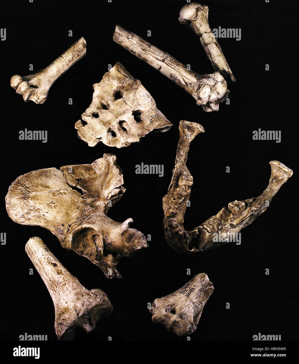 Australopithecus afarensis hi-res stock photography and images - Alamy