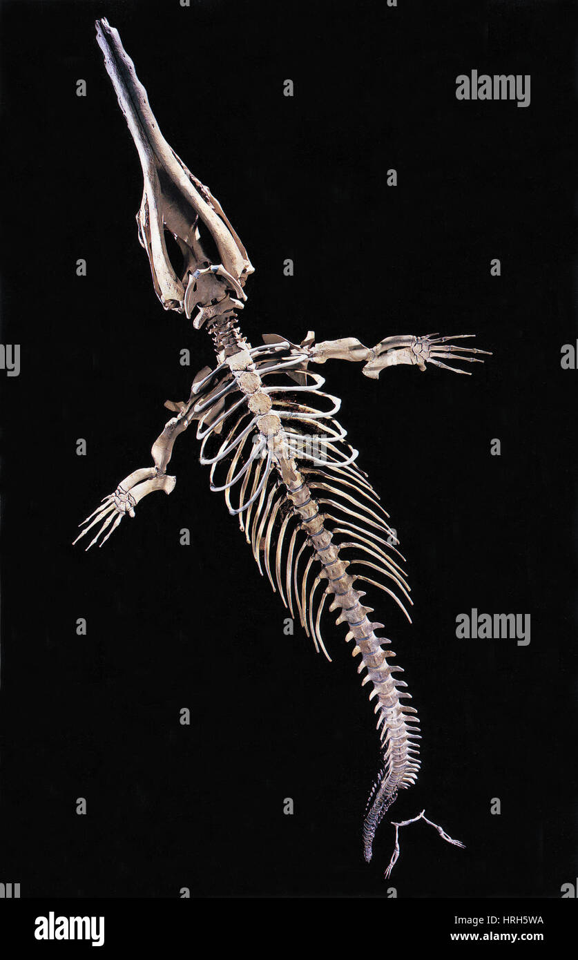 Paleontology skeleton hi-res stock photography and images - Alamy