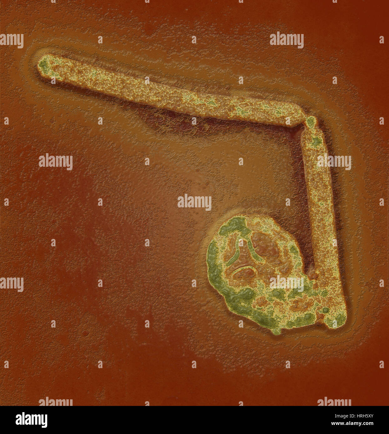 H5n1 virus micrograph hi-res stock photography and images - Alamy