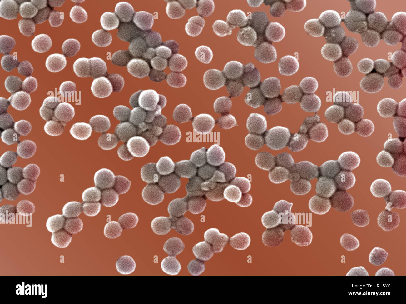 Methicillin-Resistant Staphylococcus Aureus, SEM Stock Photo - Alamy