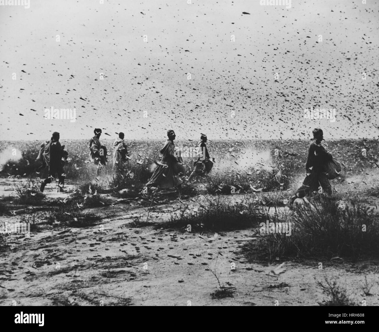 Locust Swarm 1875