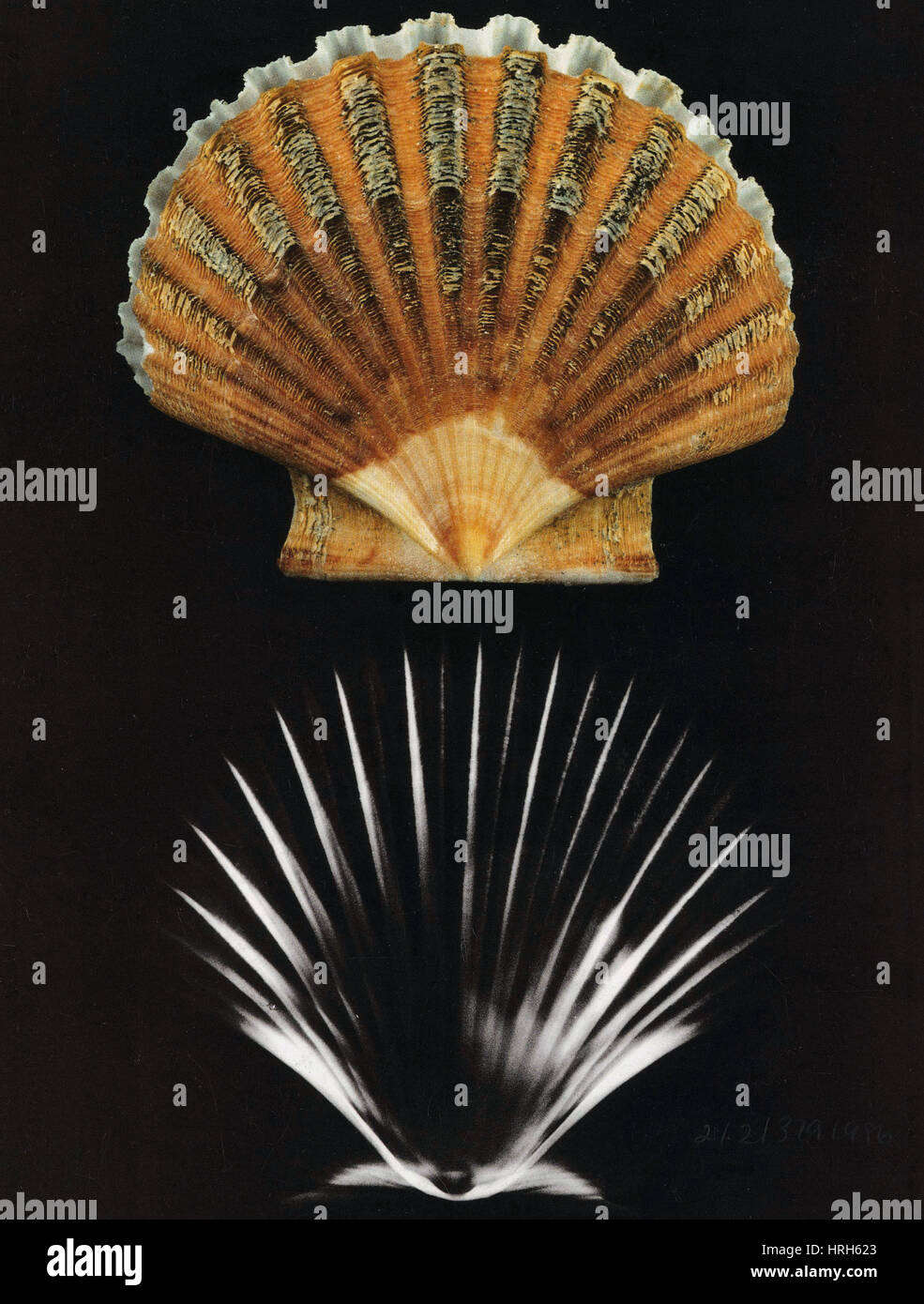 Scallop shell x-ray Stock Photo - Alamy