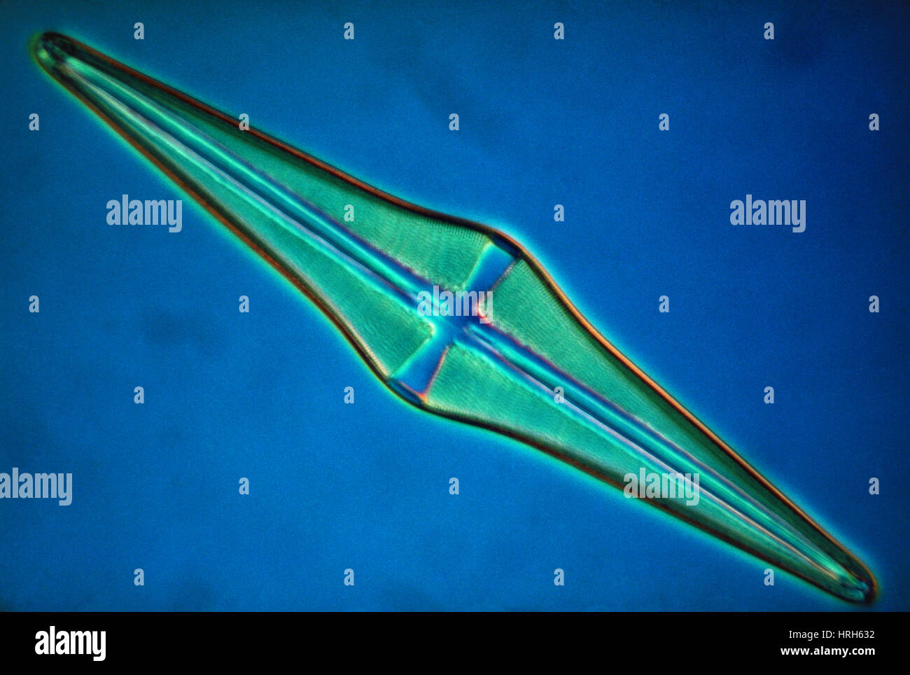 LM of Stauroneis sp Stock Photo - Alamy