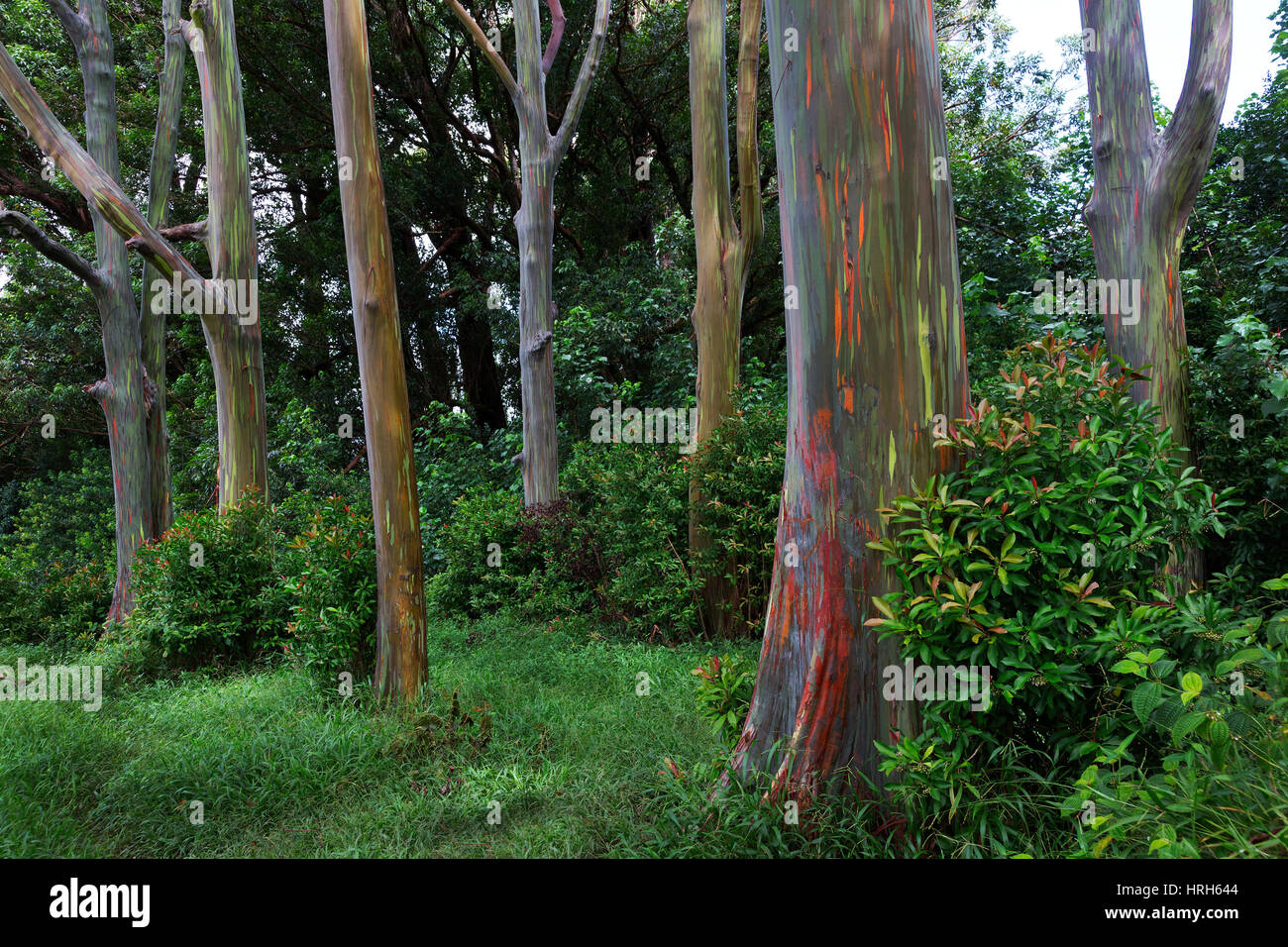 Rainbow Trees, Maui, Hawaii Stock Photo - Alamy