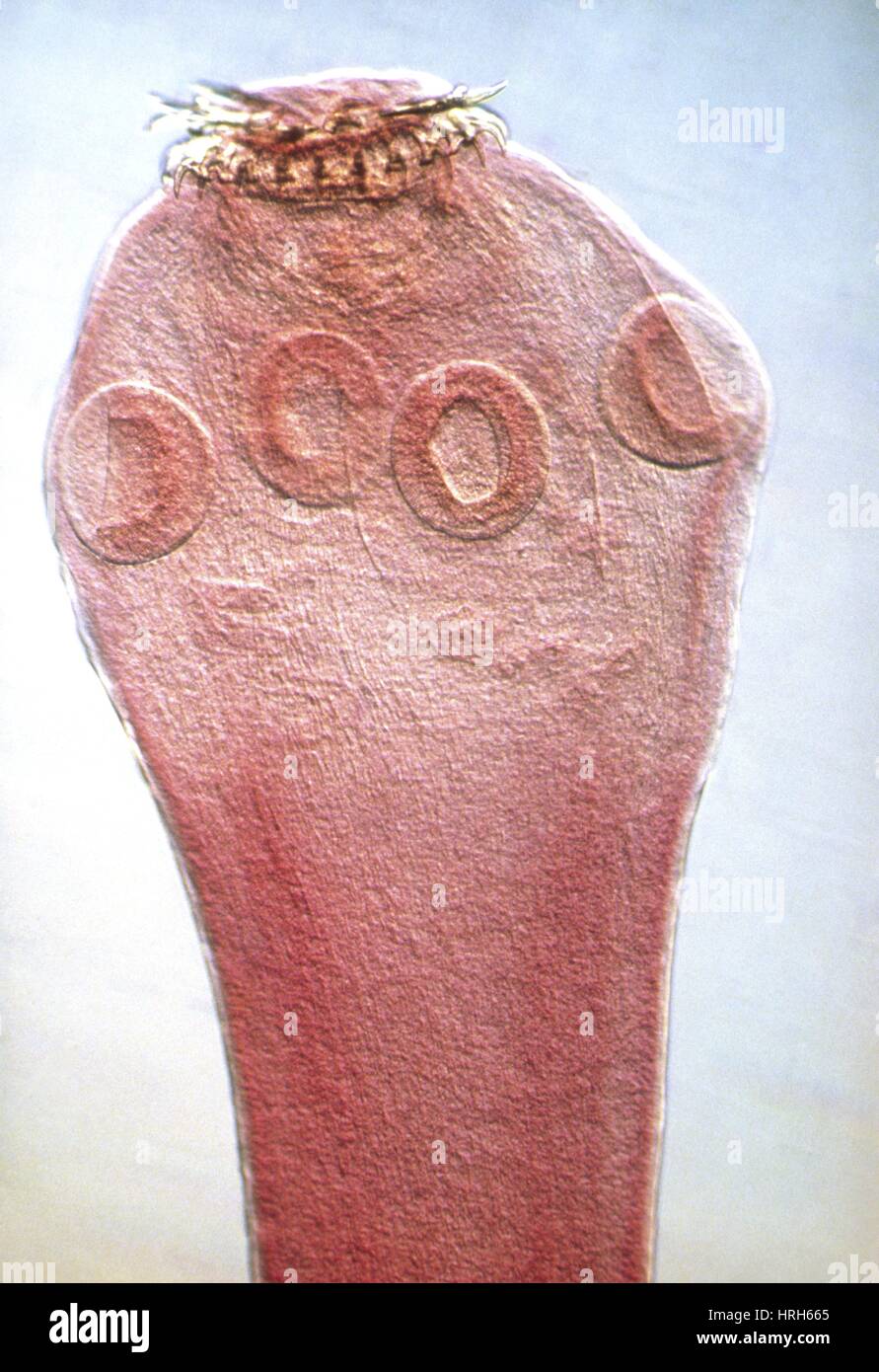 Taenia Pisiformis Cysticercus