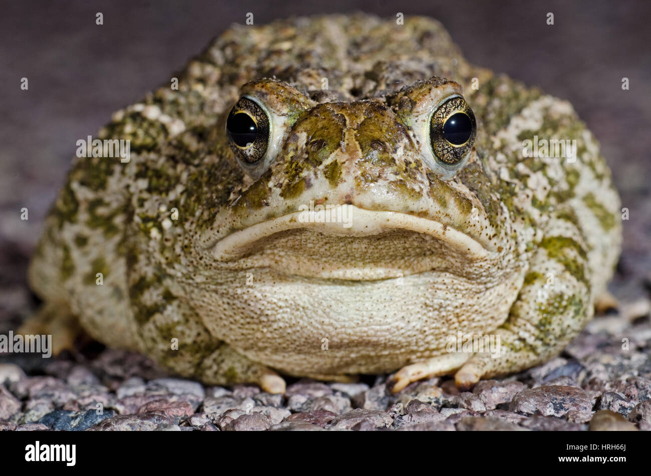 Great Plains Toad Stock Photo - Alamy