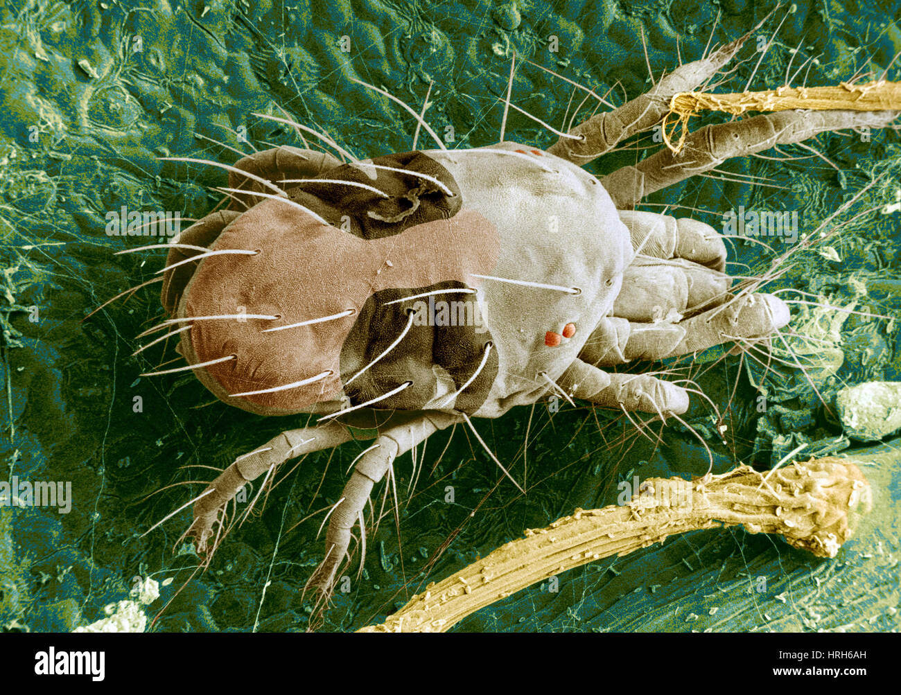 Cotton Mite Identification