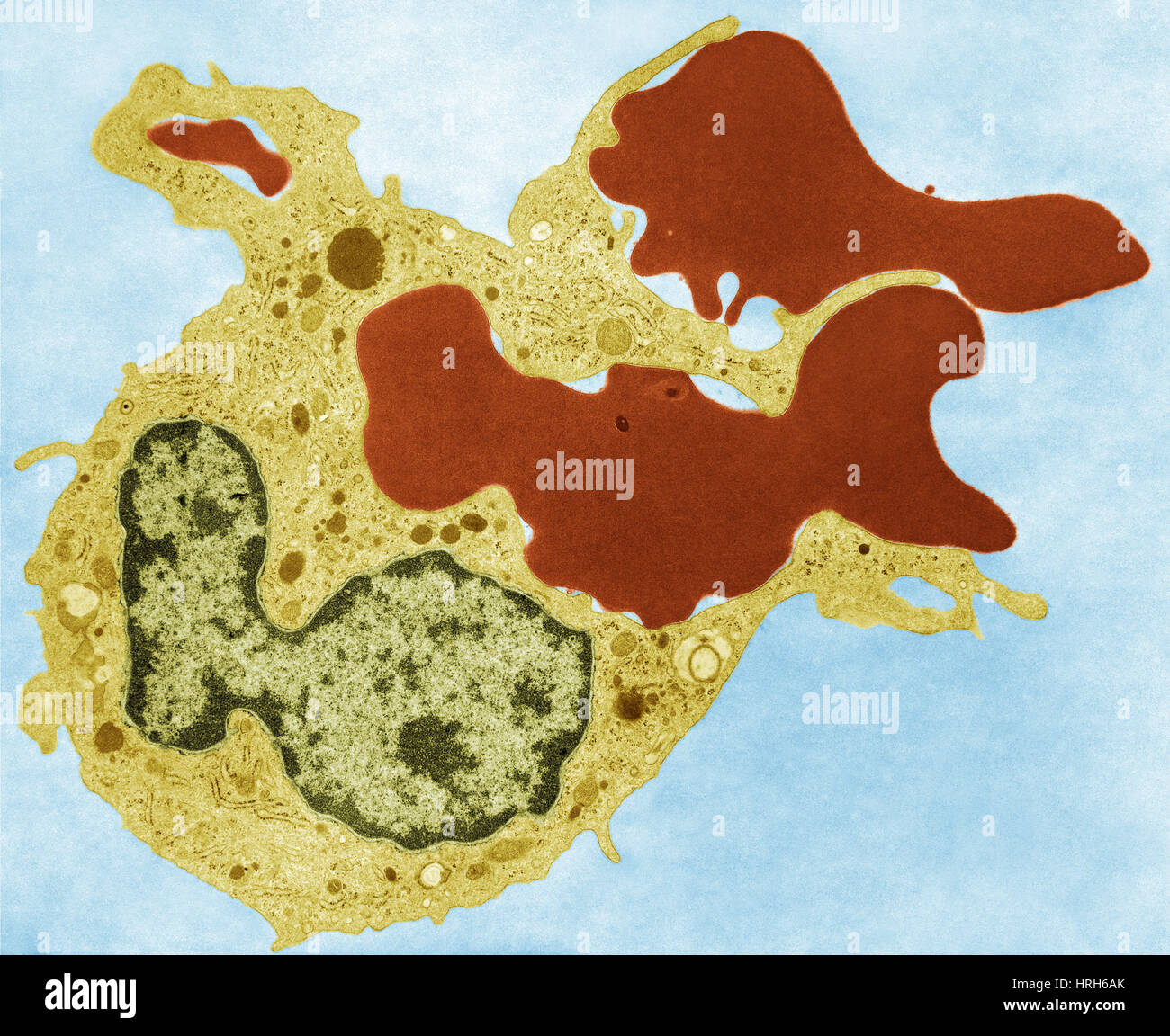 Phagocytosis red blood cell hi-res stock photography and images - Alamy