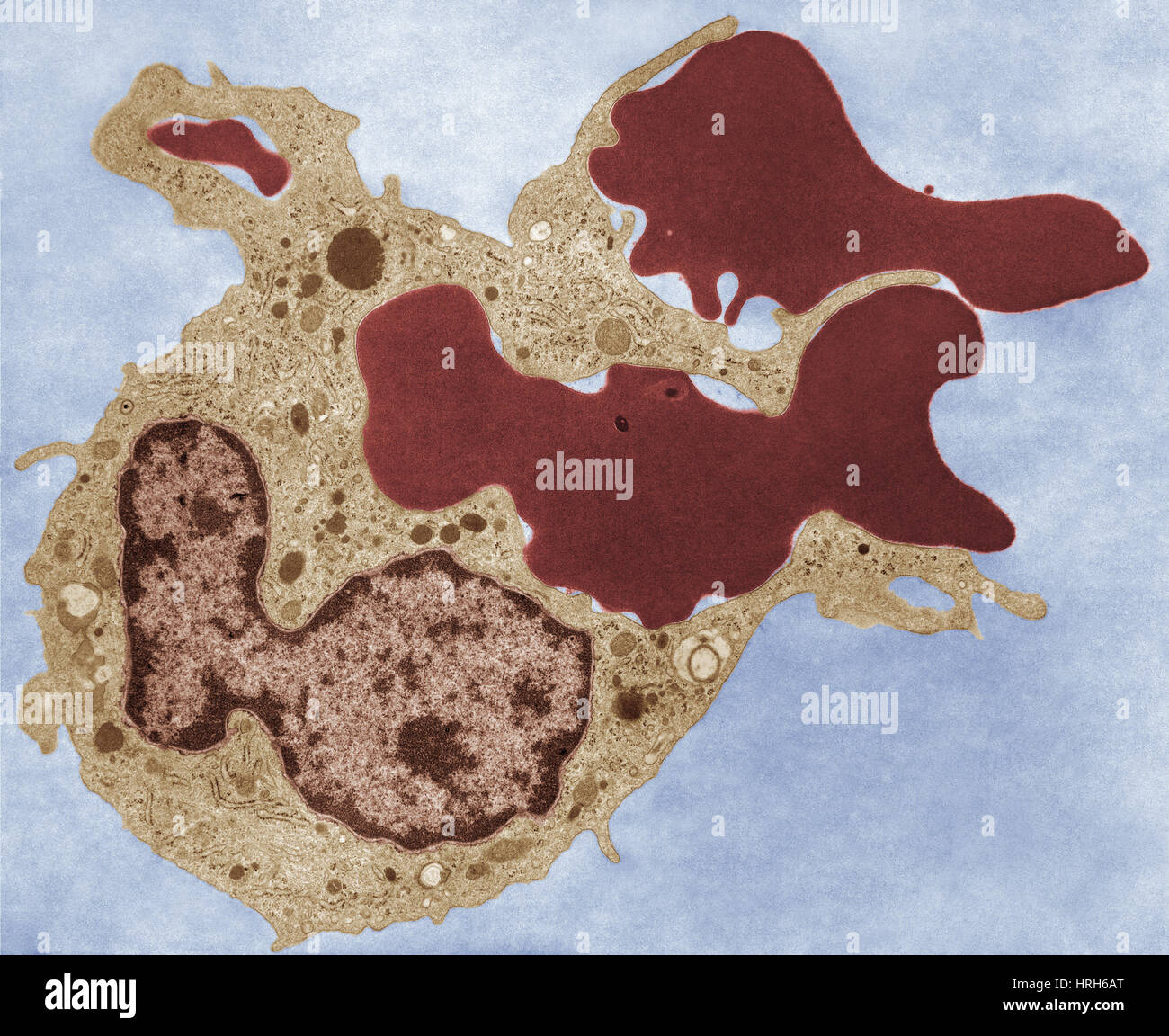 Phagocytosis High Resolution Stock Photography and Images - Alamy