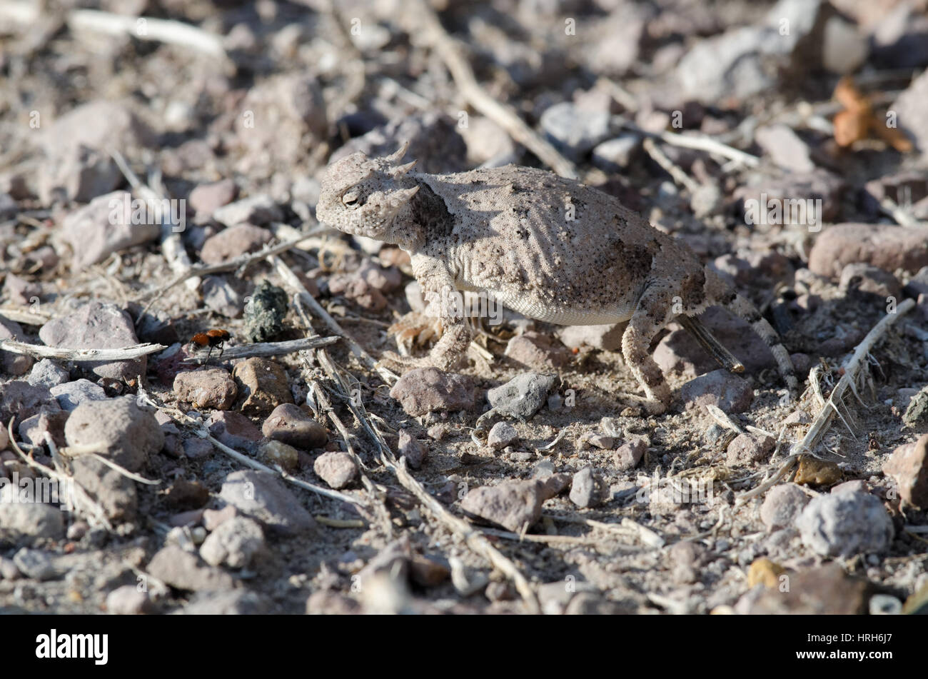 Round-tailed Horned lizard investigating a Mutillid Wasp Stock Photo ...