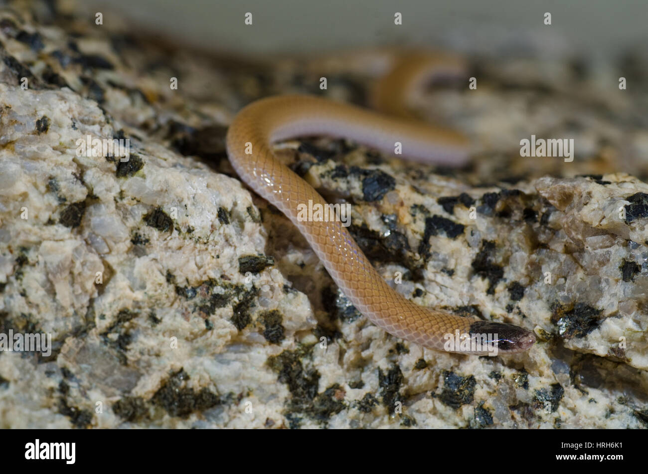 Plains Black-headed Snake Stock Photo - Alamy