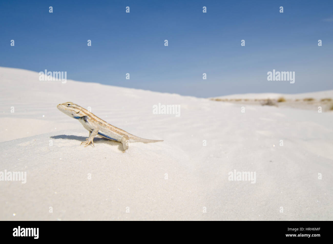 Southwestern fence lizards hi-res stock photography and images - Alamy