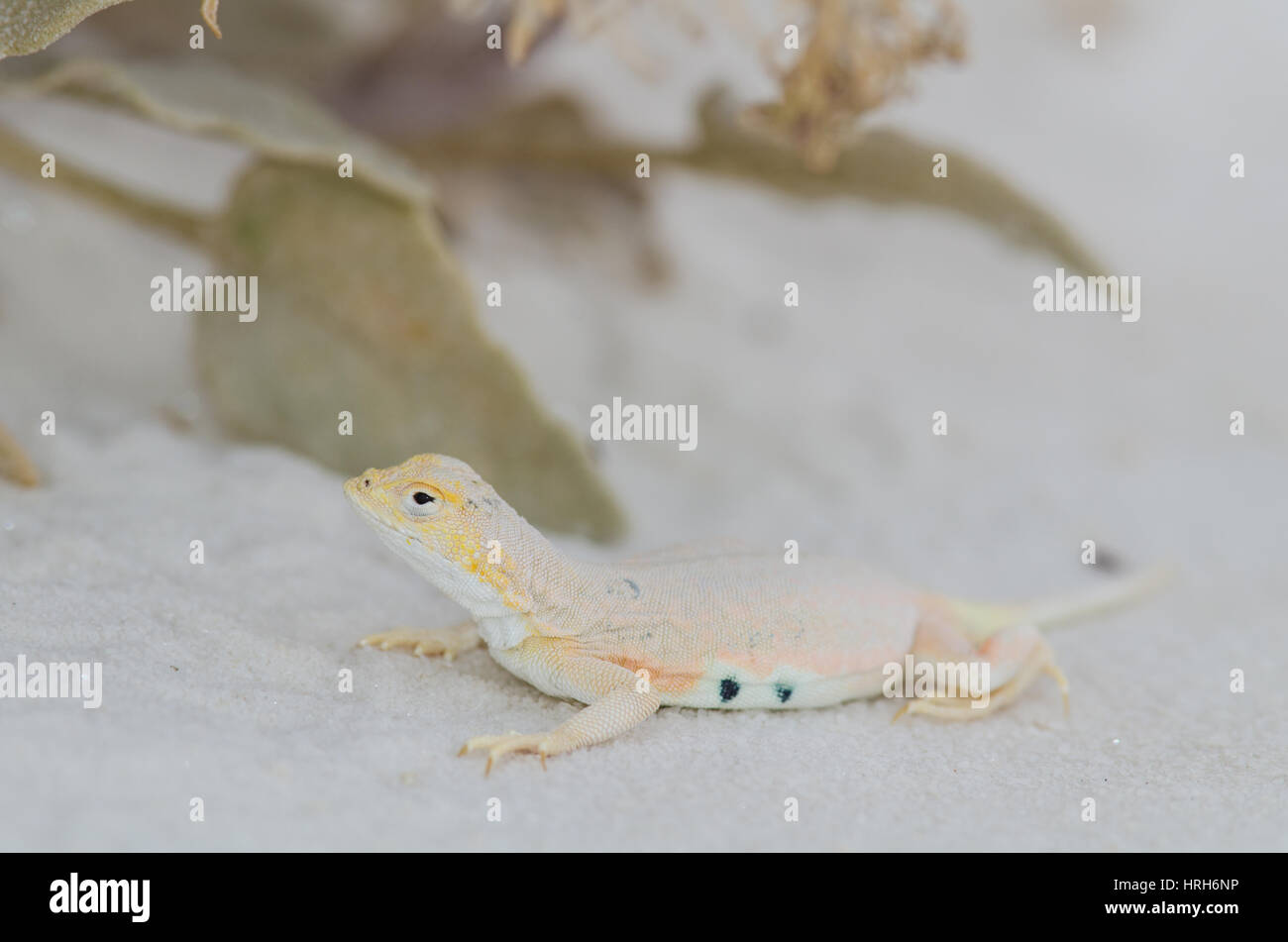 Female earless lizard hi-res stock photography and images - Alamy