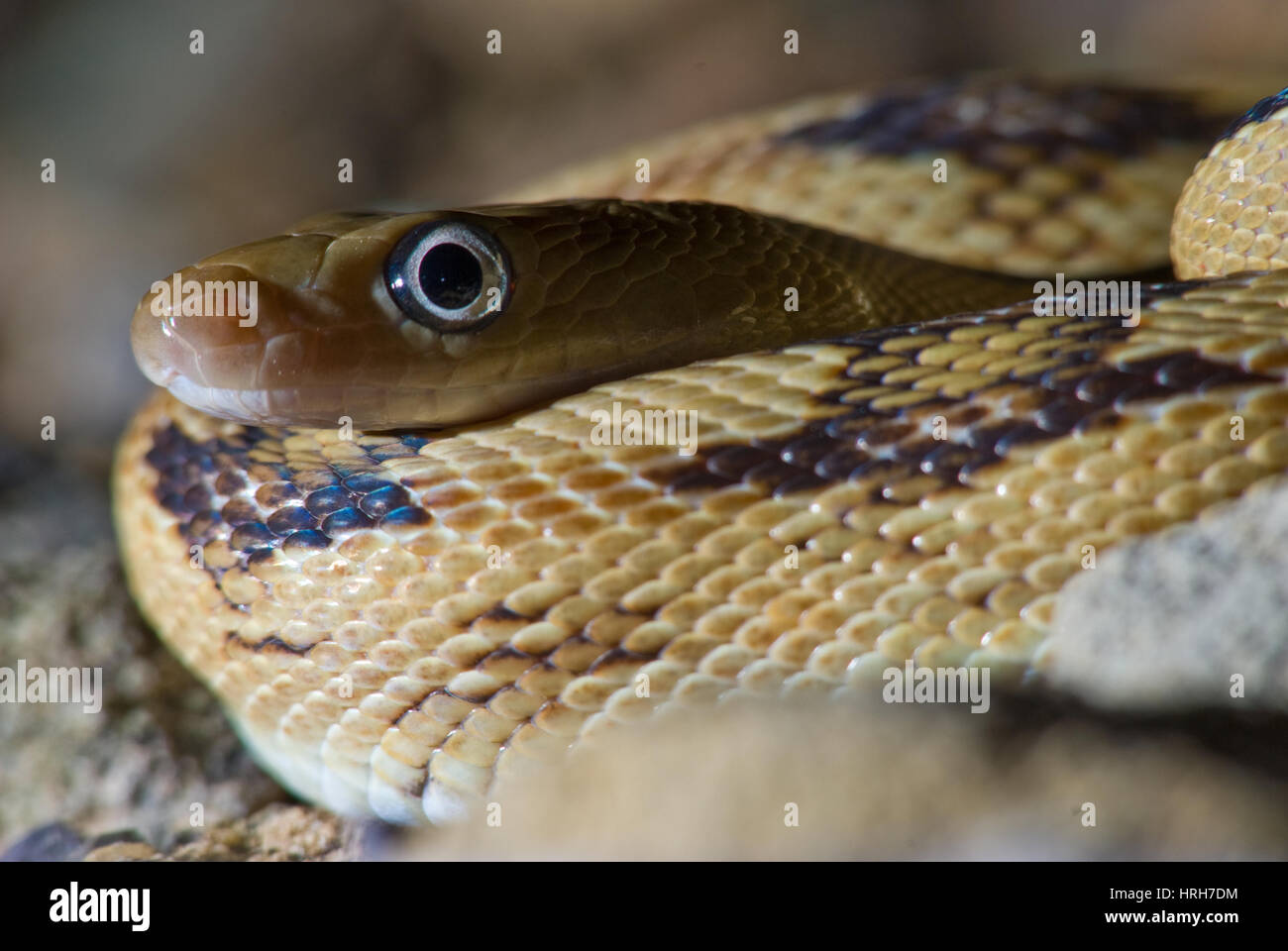 Northern Trans-pecos Ratsnake Stock Photo - Alamy