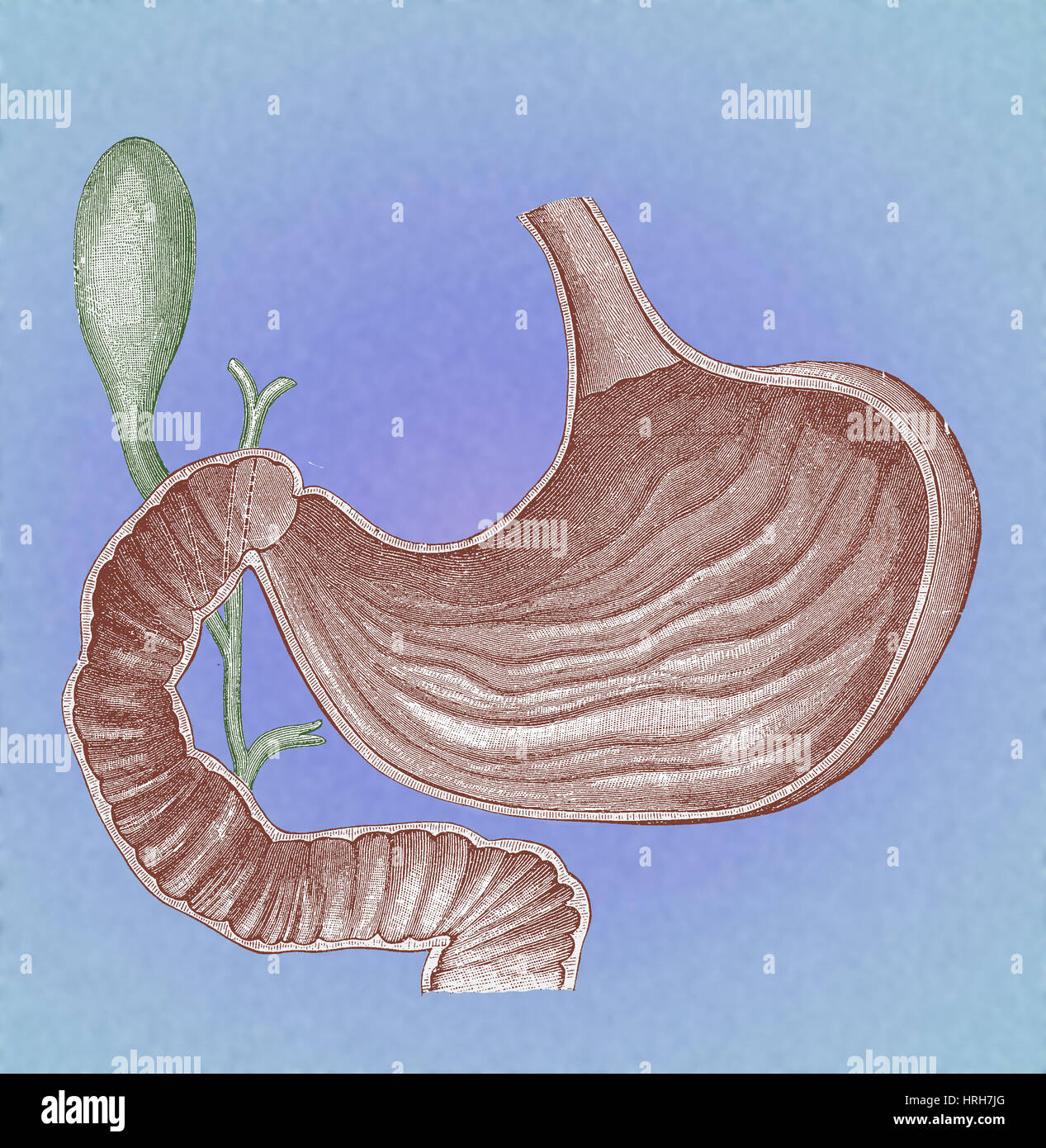 Stomach and Bile Duct Stock Photo - Alamy