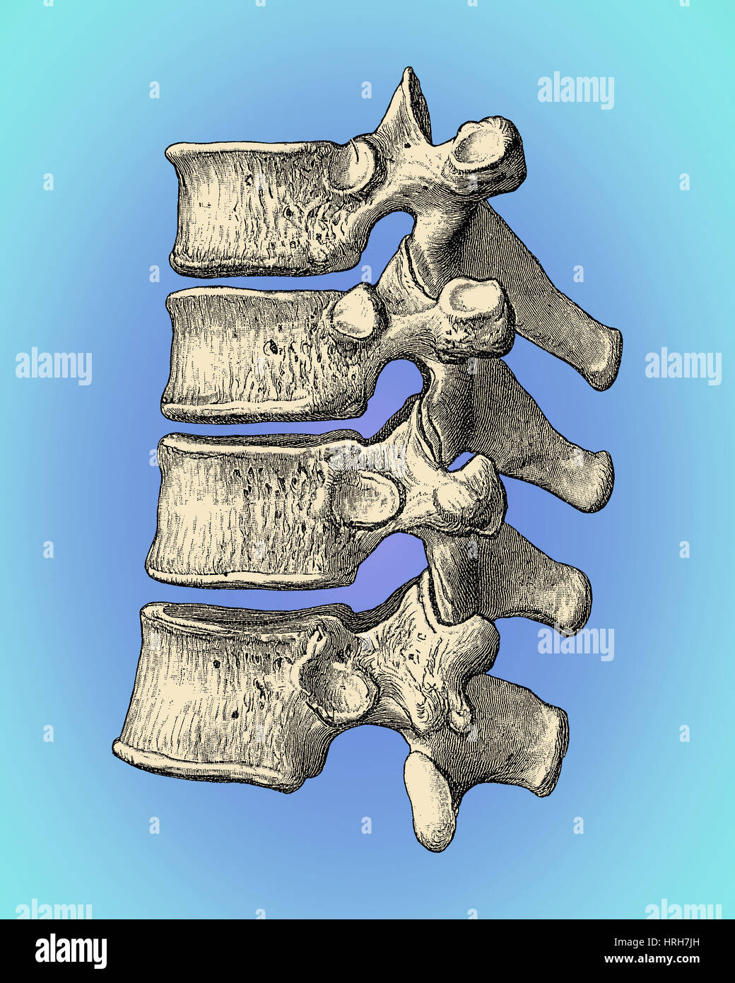 Bodies of vertebrae hi-res stock photography and images - Alamy