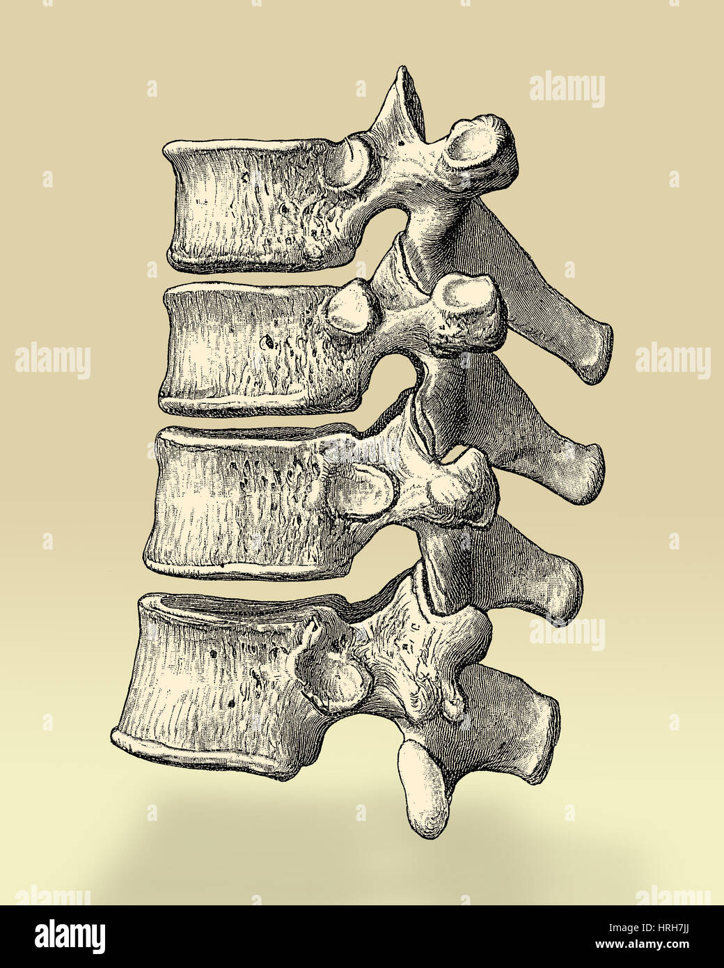 Bodies of vertebrae hi-res stock photography and images - Alamy
