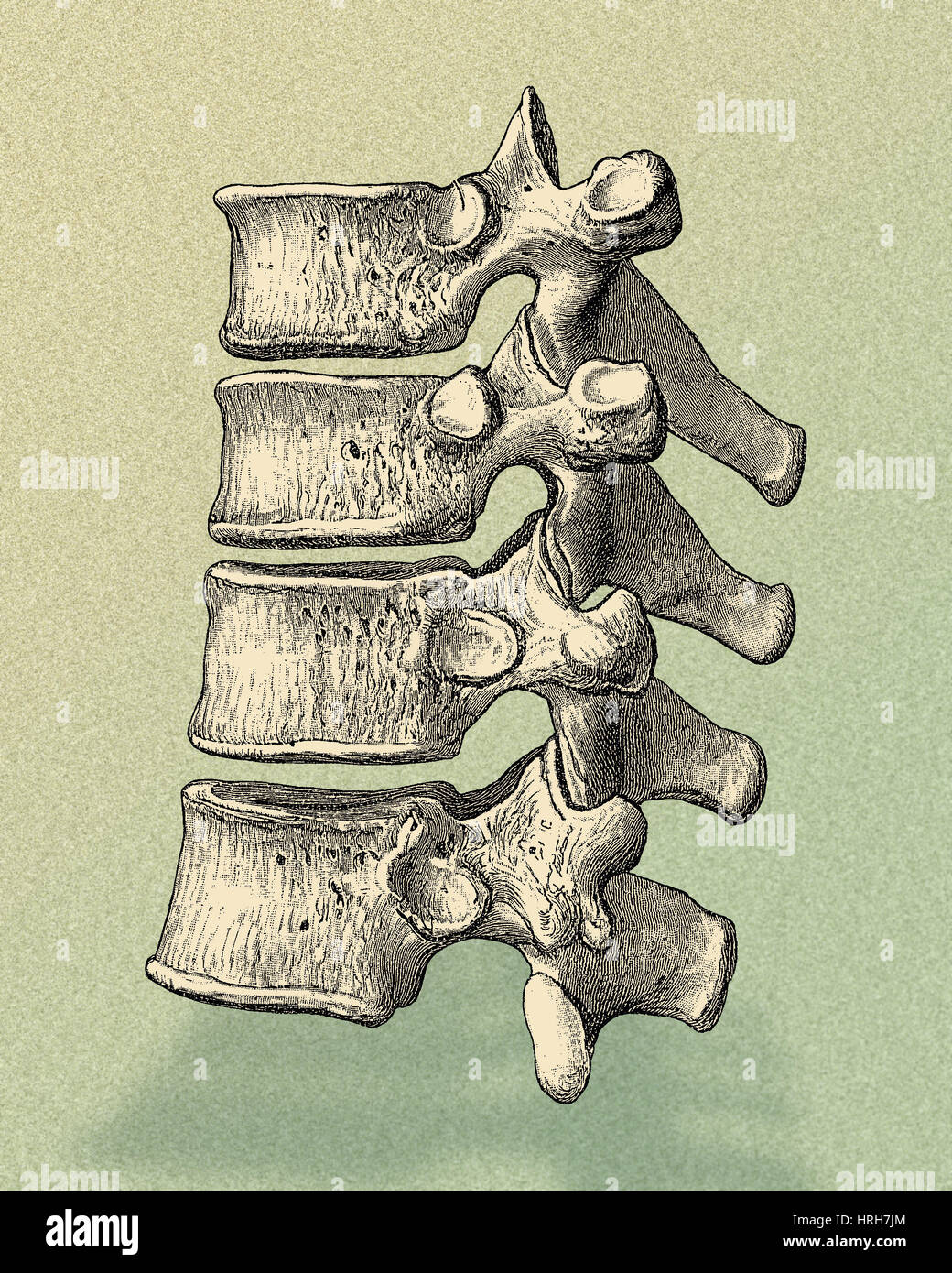 Bodies of vertebrae hi-res stock photography and images - Alamy