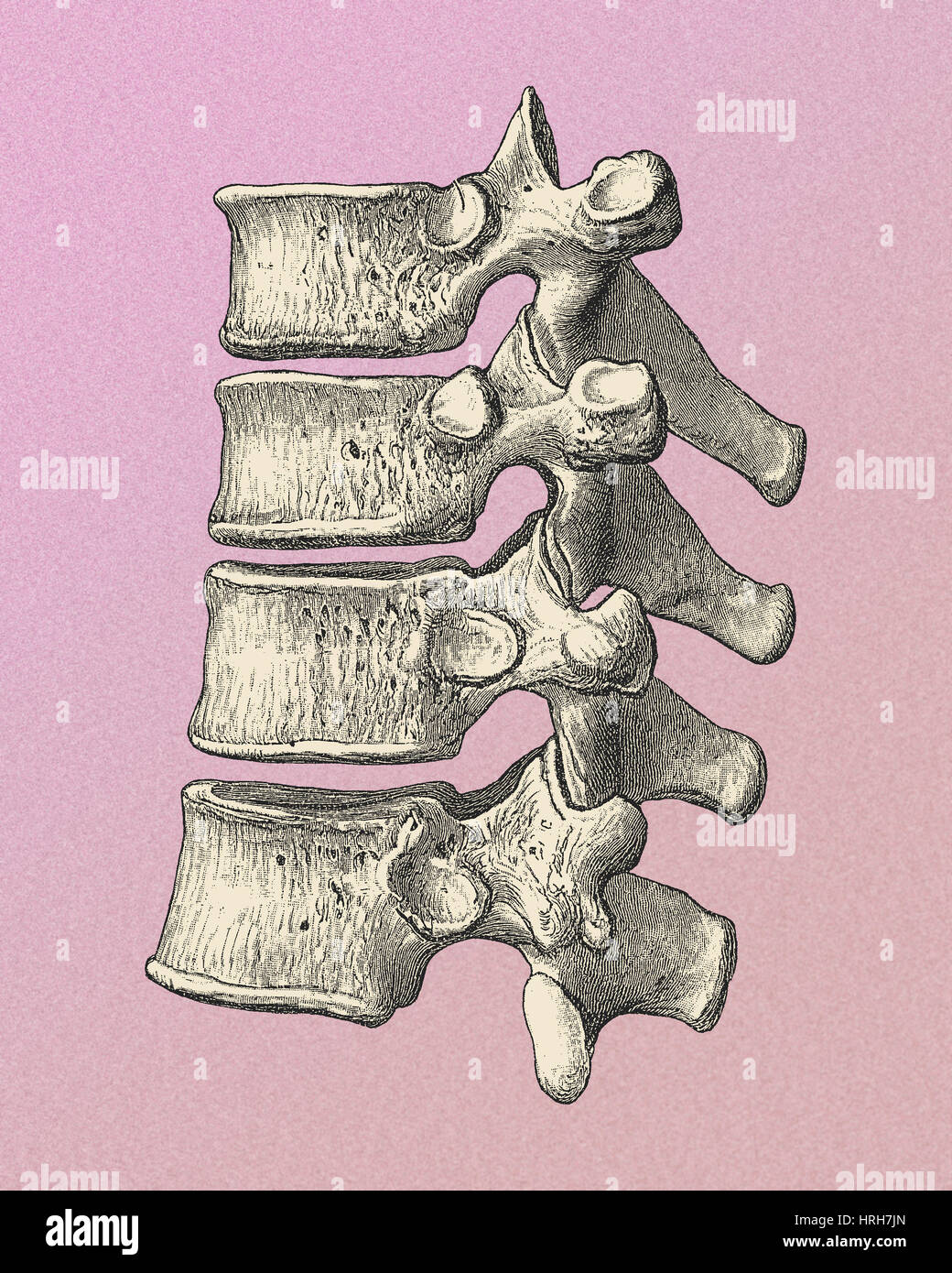 Bodies of vertebrae hi-res stock photography and images - Alamy