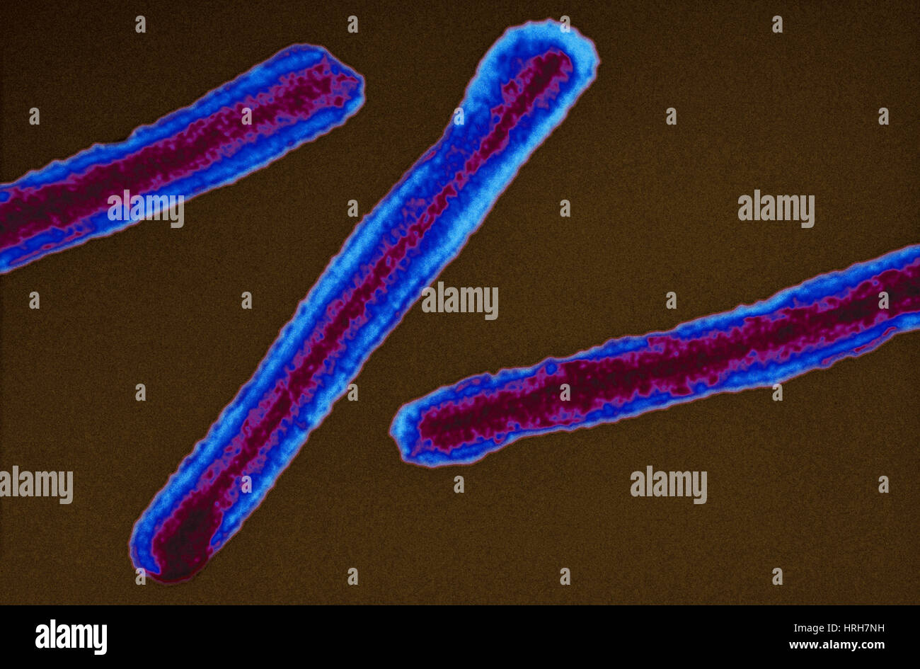 Filoviruses hi-res stock photography and images - Alamy