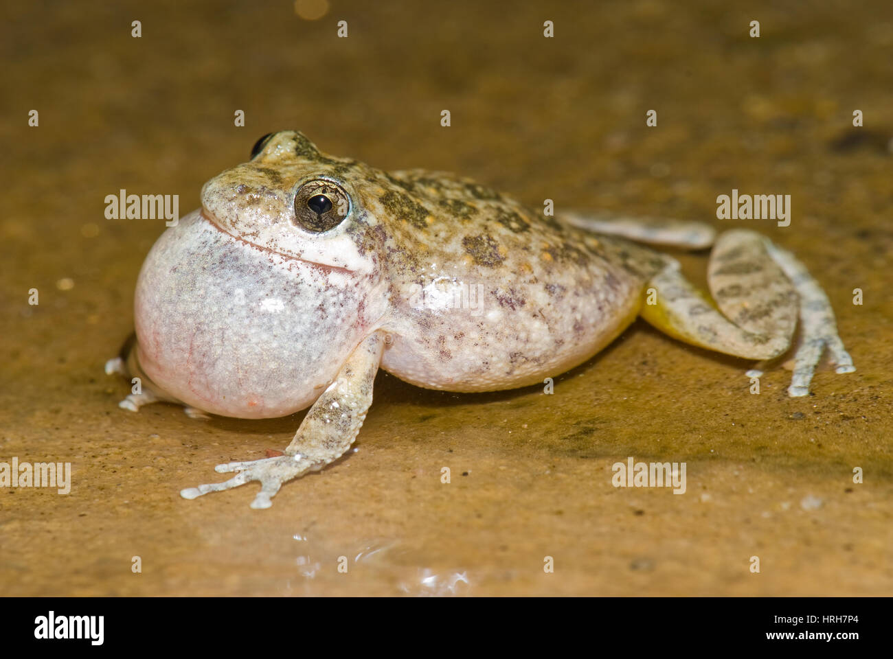Calling male California Chorus Frog Stock Photo - Alamy