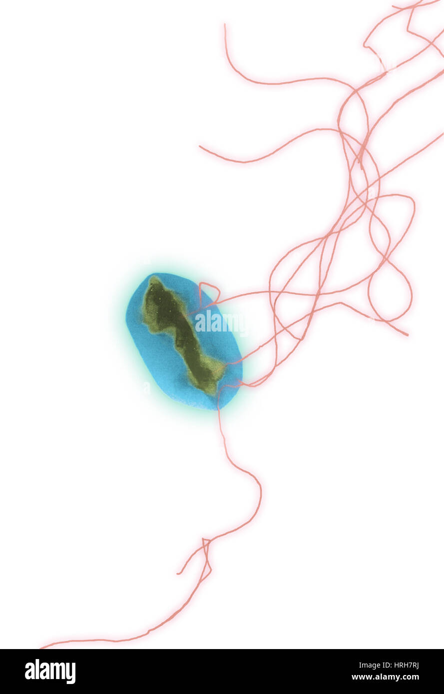 Bacteria flagella micrograph hi-res stock photography and images - Alamy