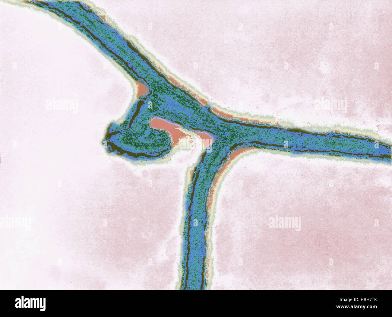 Marburg virus, TEM Stock Photo - Alamy