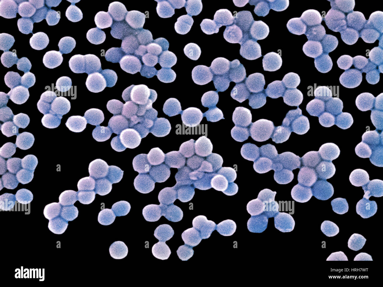 Methicillin-Resistant Staphylococcus Aureus, SEM Stock Photo - Alamy