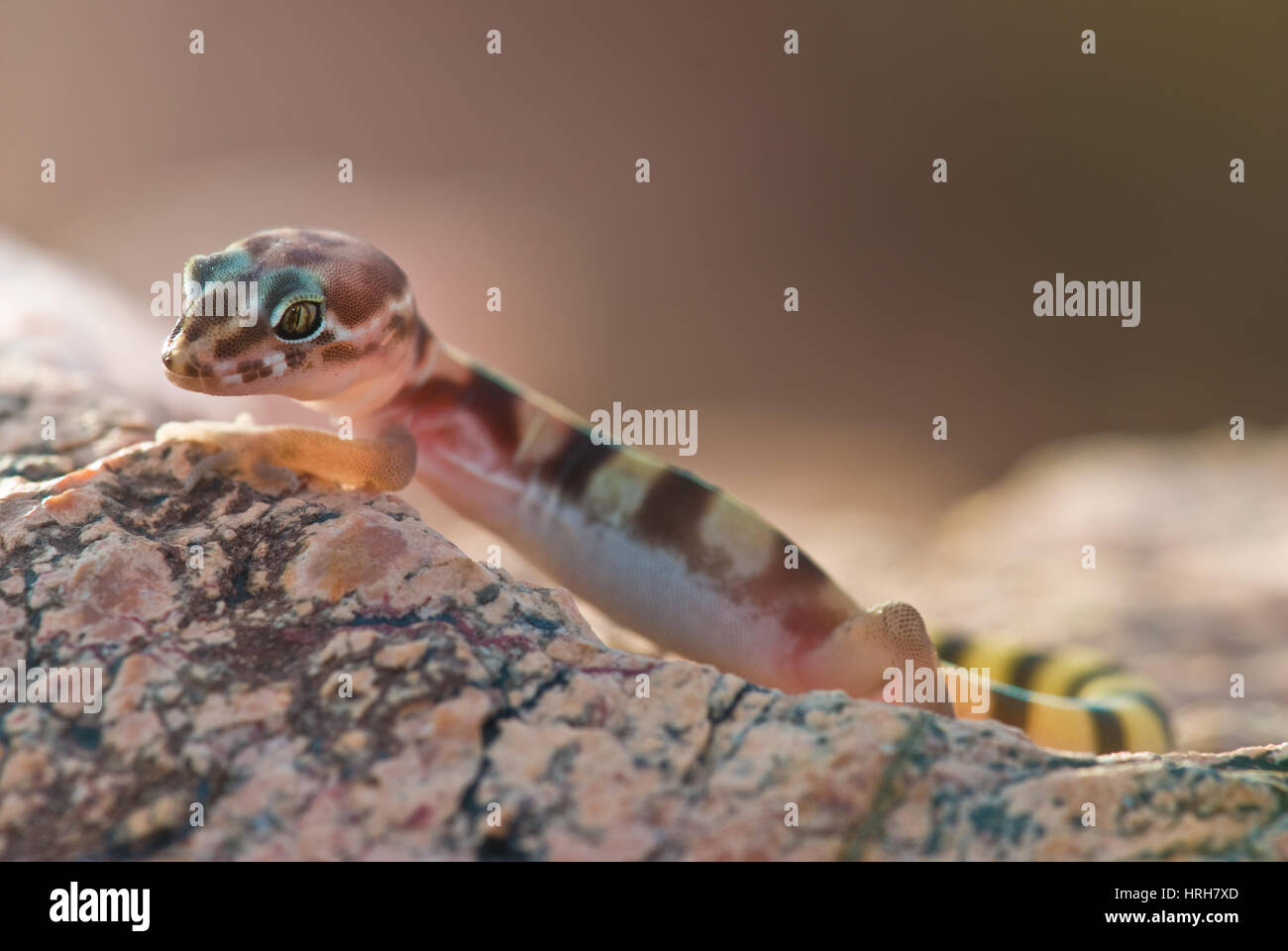 Tucson Banded Gecko, Tucson Mountain Park, Arizona, USA Stock Photo - Alamy