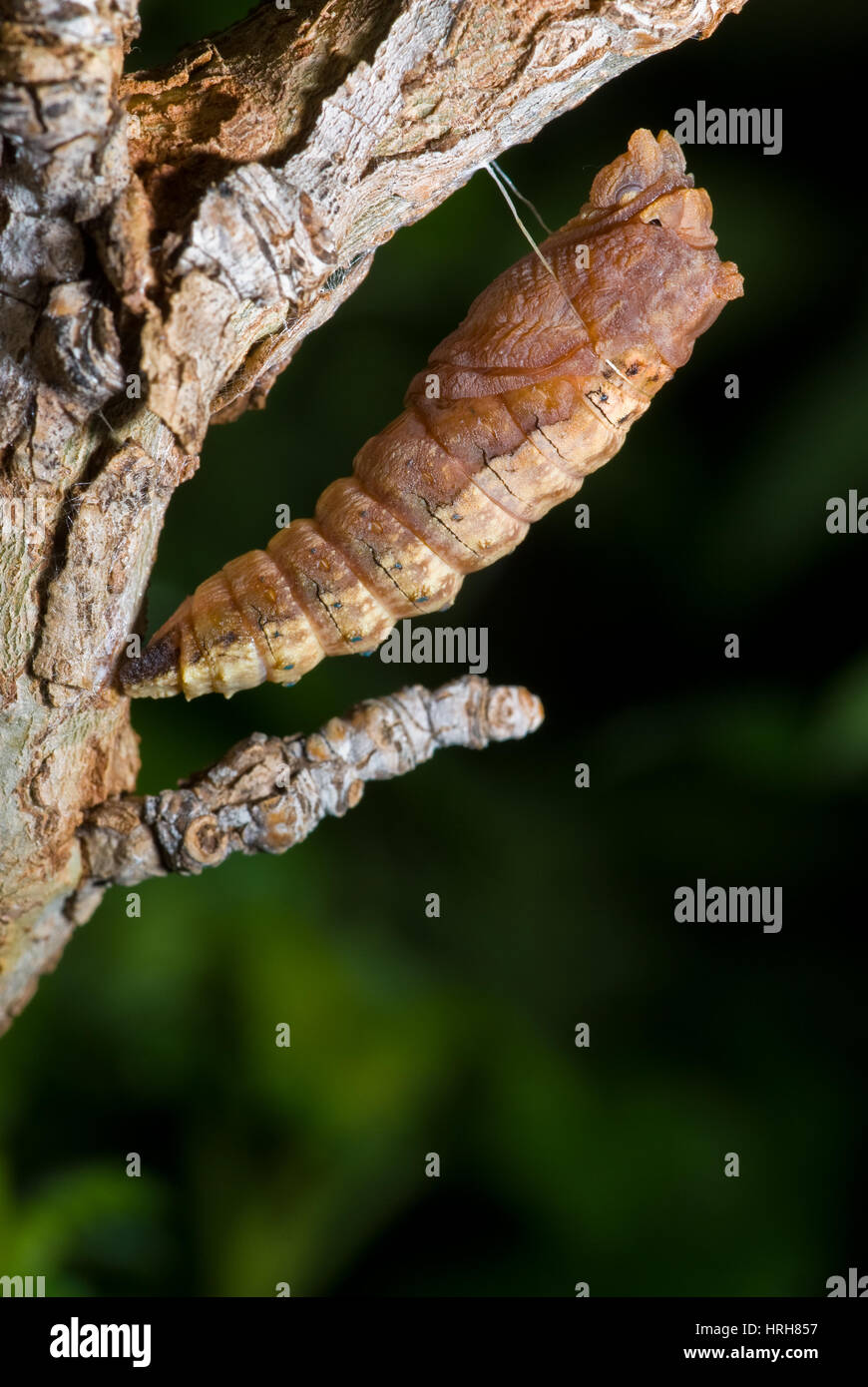 Western Tiger Swallowtail caterpillar pupating Stock Photo - Alamy