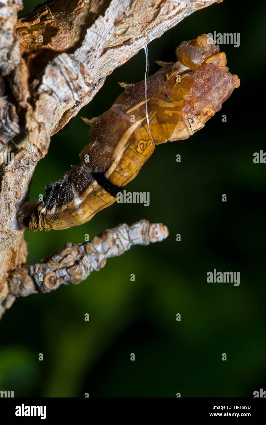 Western Tiger Swallowtail caterpillar pupating Stock Photo - Alamy