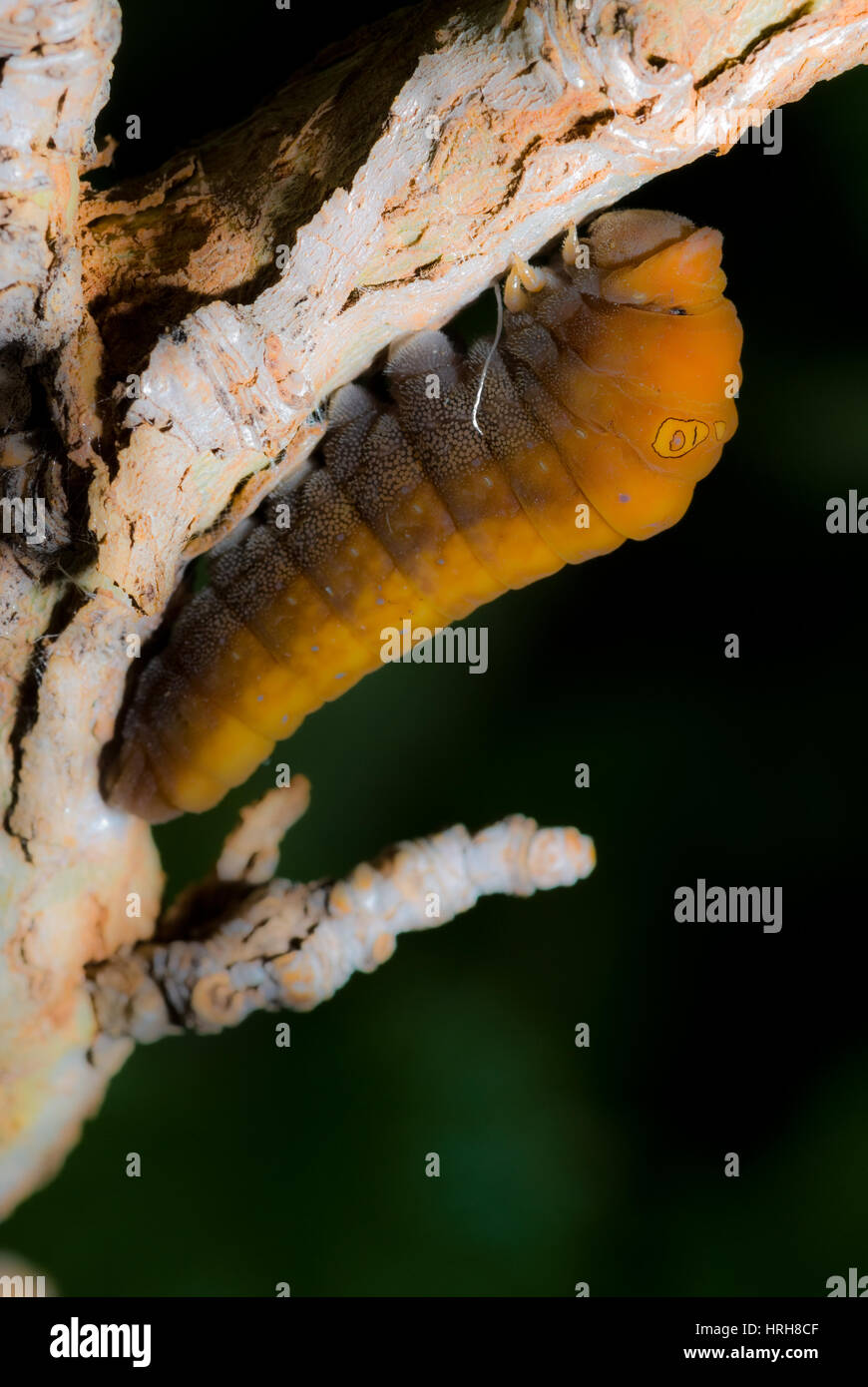 Tiger swallowtail caterpillar hi-res stock photography and images - Alamy