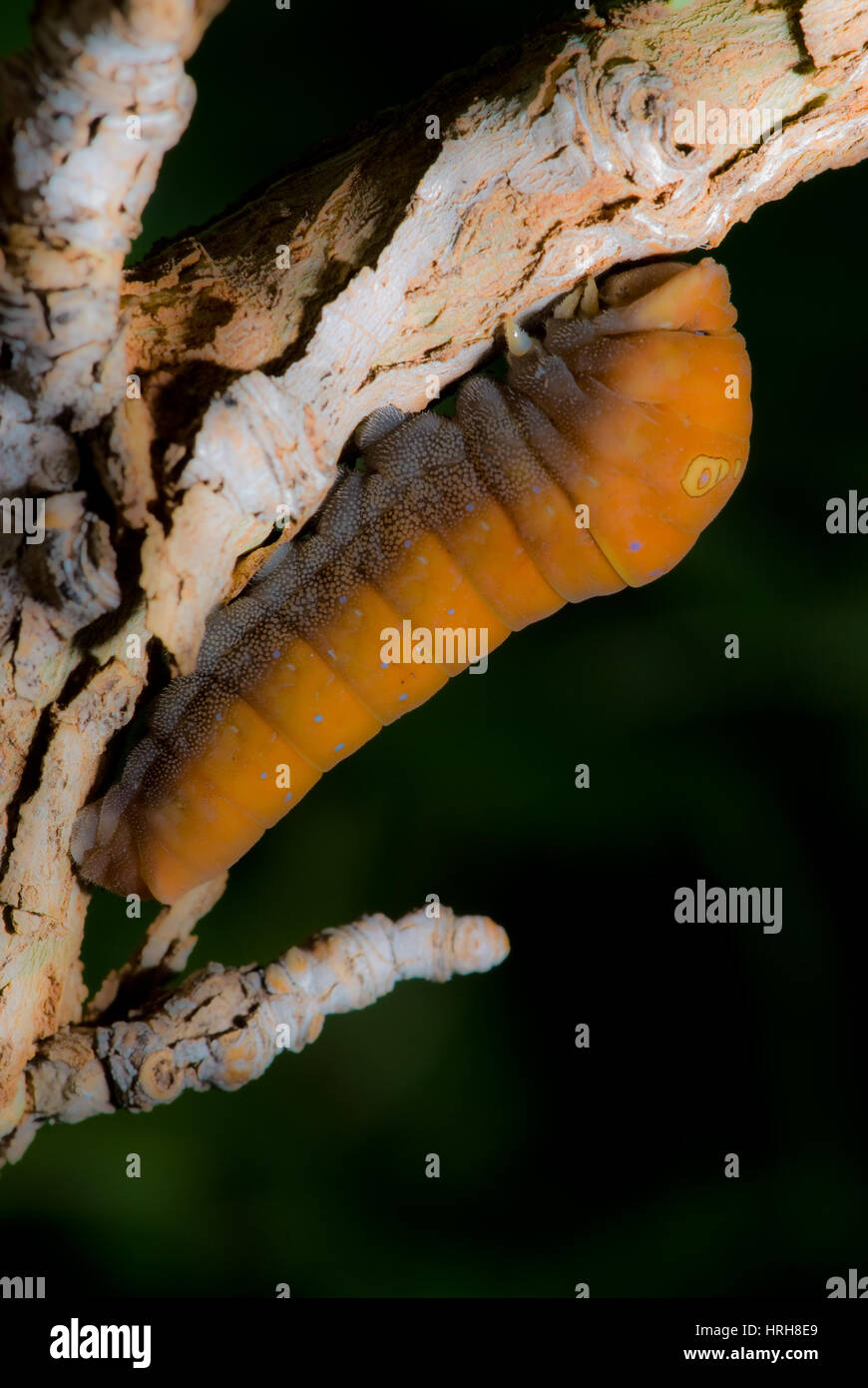 Western Tiger Swallowtail caterpillar pupating Stock Photo - Alamy