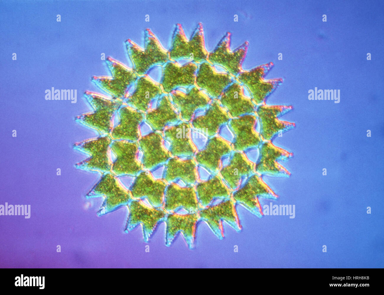 Colonial Green Algae