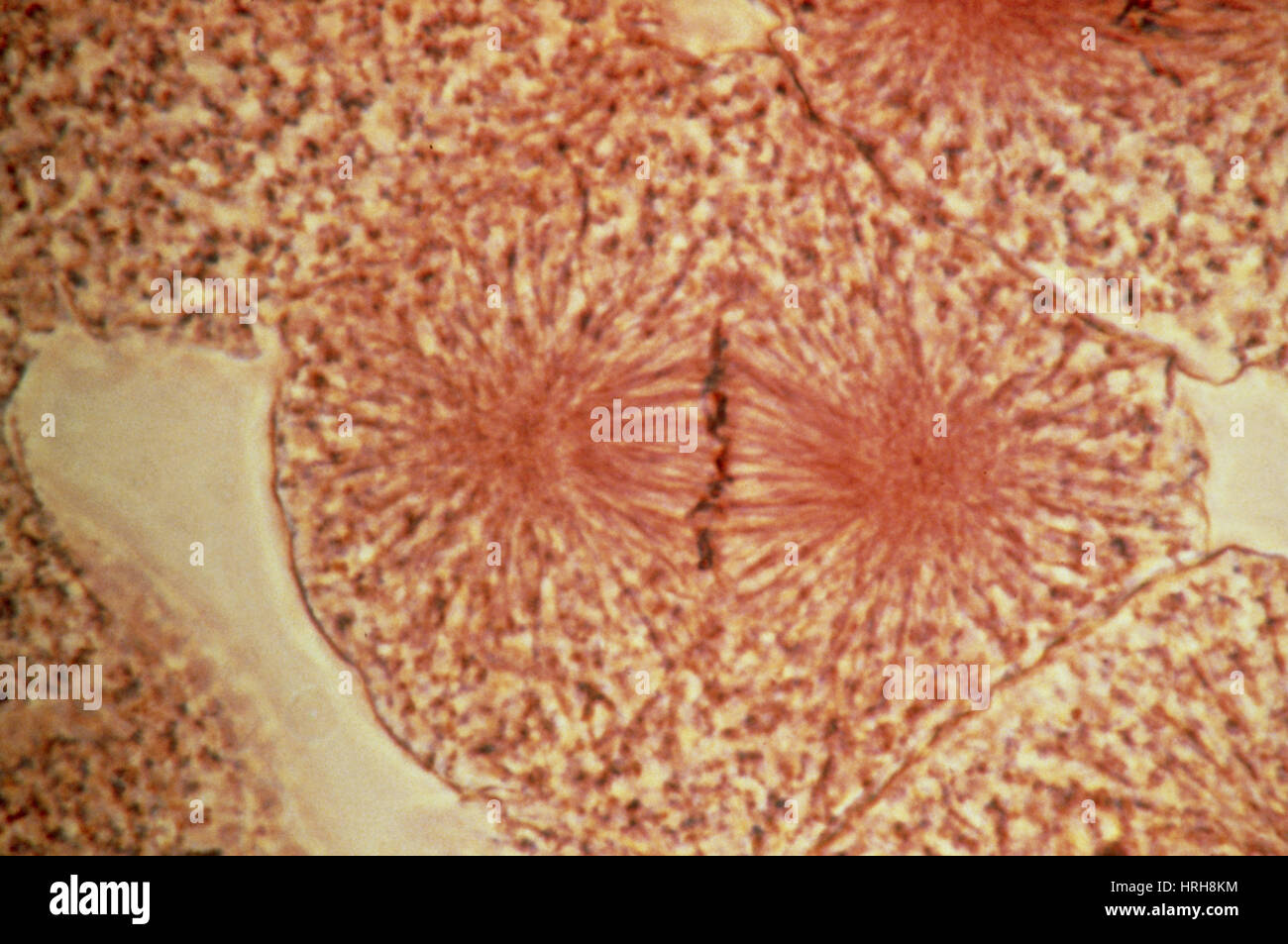 Whitefish mitosis hi-res stock photography and images - Alamy