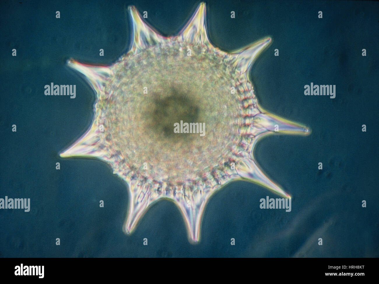 Radiolarian hi-res stock photography and images - Alamy