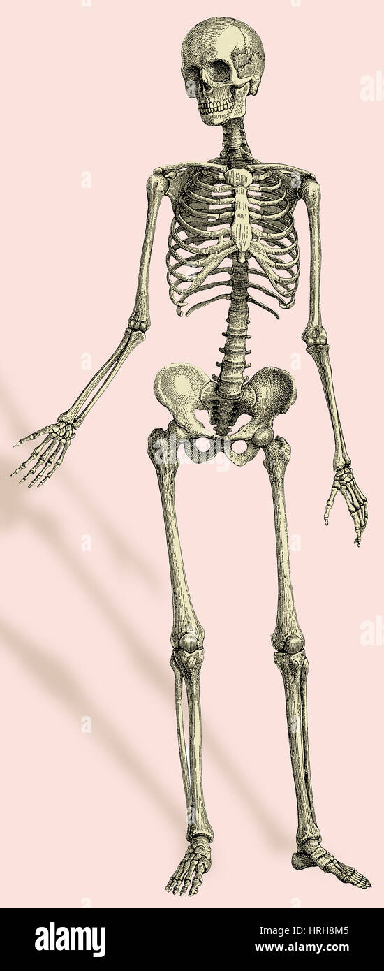 Biological skeleton hi-res stock photography and images - Alamy
