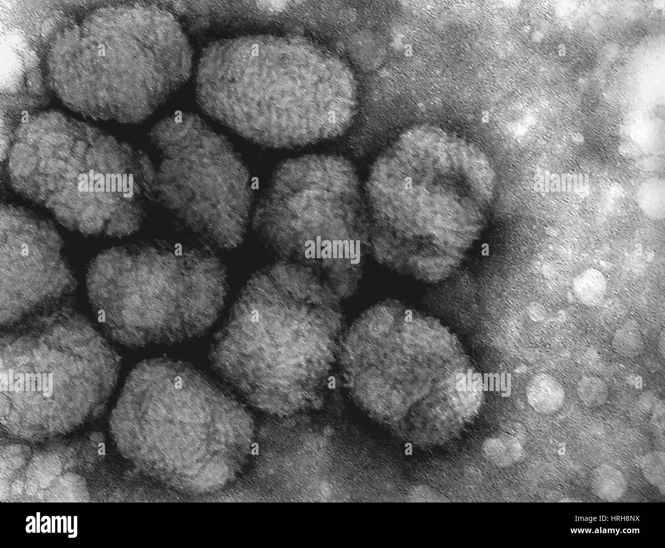 Orthopoxvirus Black and White Stock Photos & Images - Alamy