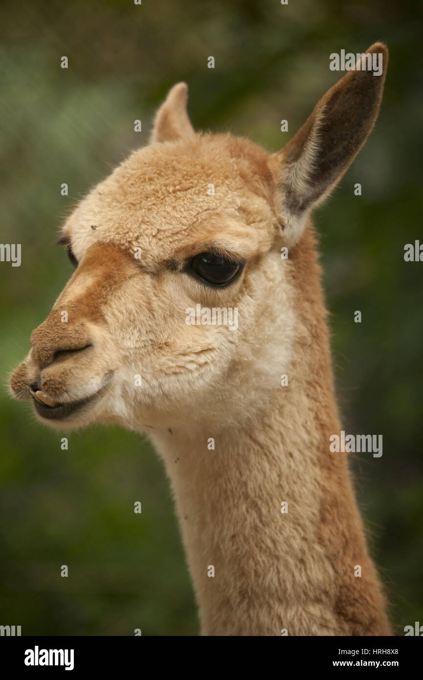 Vikunja - vicuÒa Stock Photo - Alamy