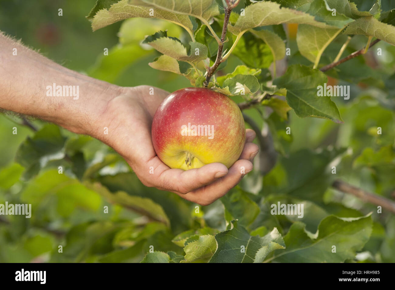 Apfelernte - apple picking Stock Photo - Alamy