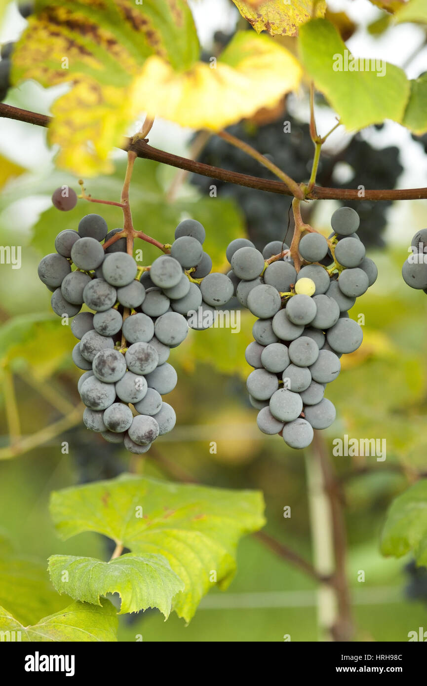 Weintrauben - grapes Stock Photo - Alamy