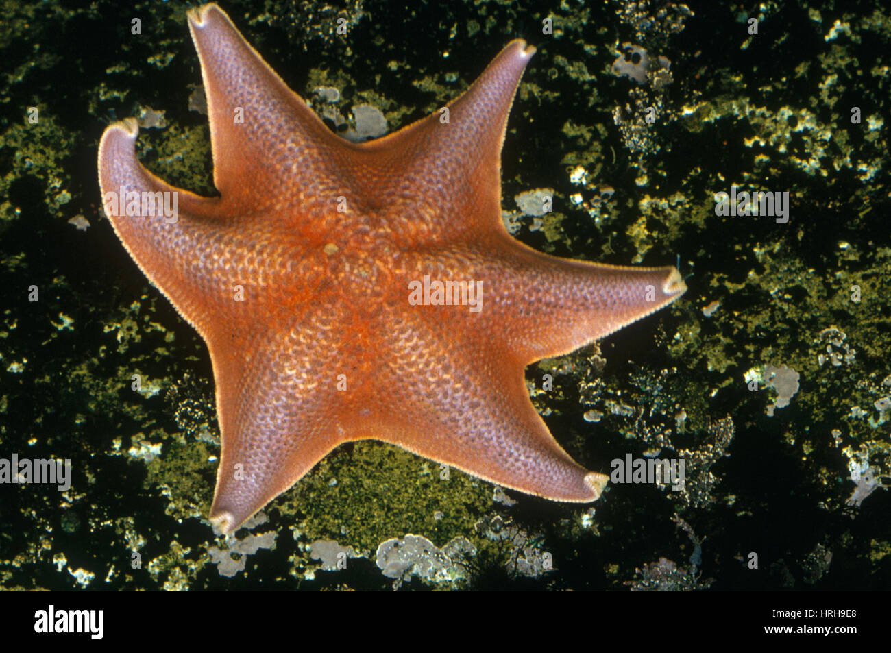 Batstar hi-res stock photography and images - Alamy