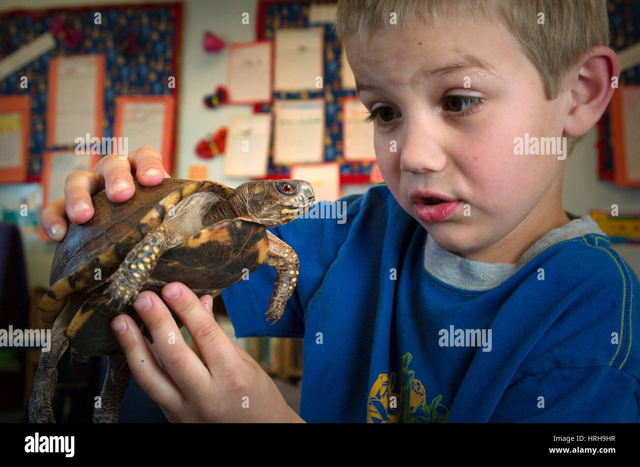 Boy Holding Box Turtle Stock Photo - Alamy
