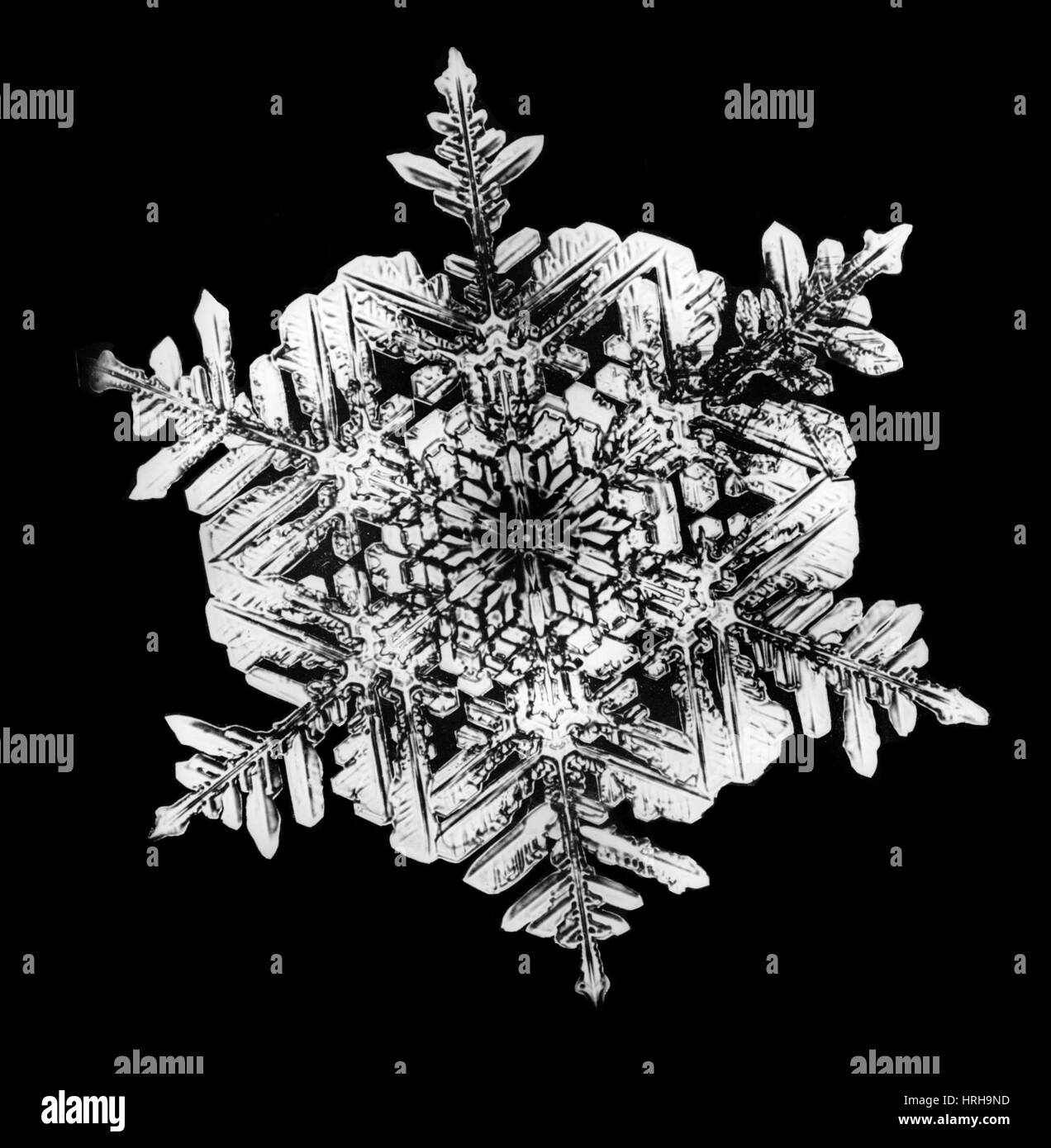 Dendrite snowflake hi-res stock photography and images - Alamy