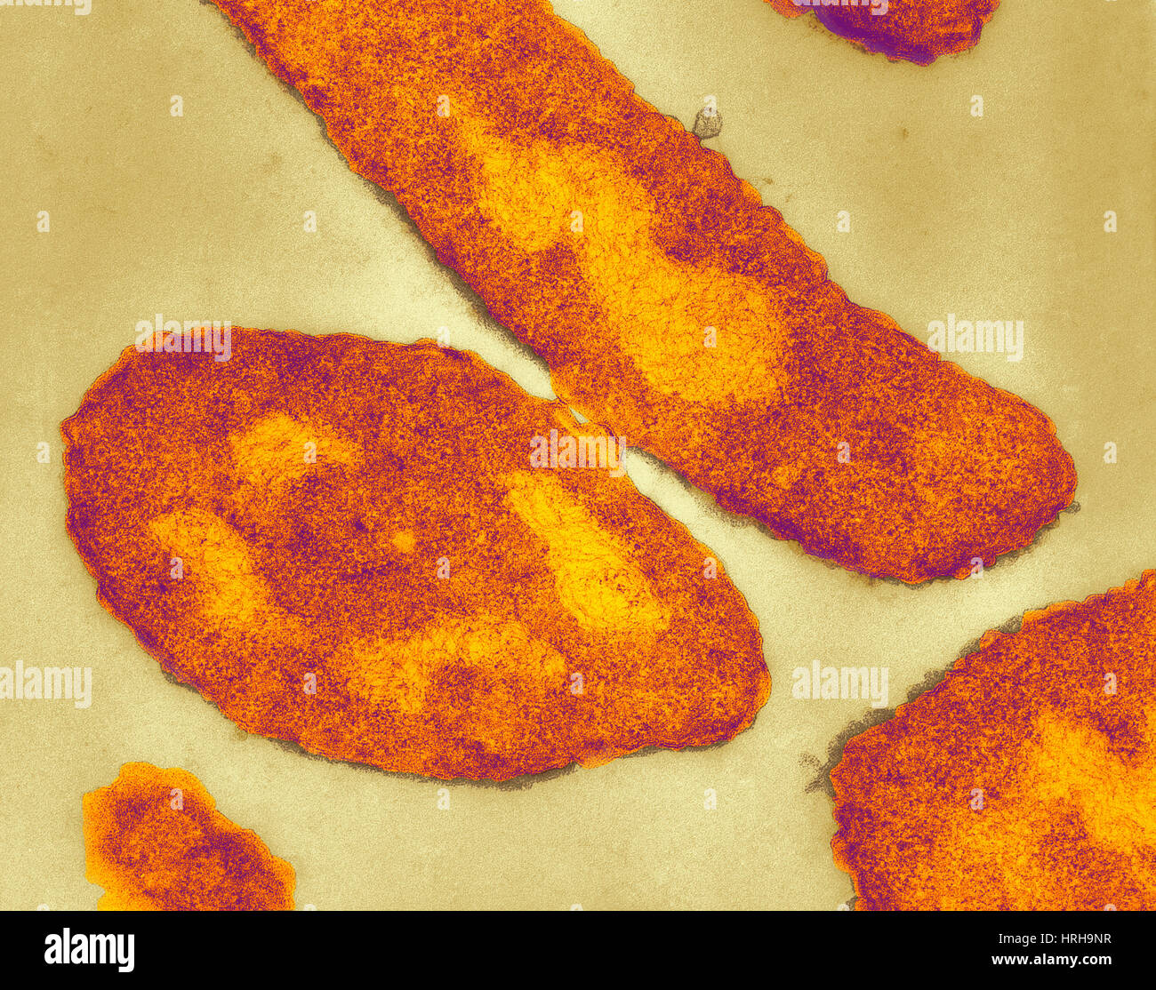 mating-bacteria-hi-res-stock-photography-and-images-alamy